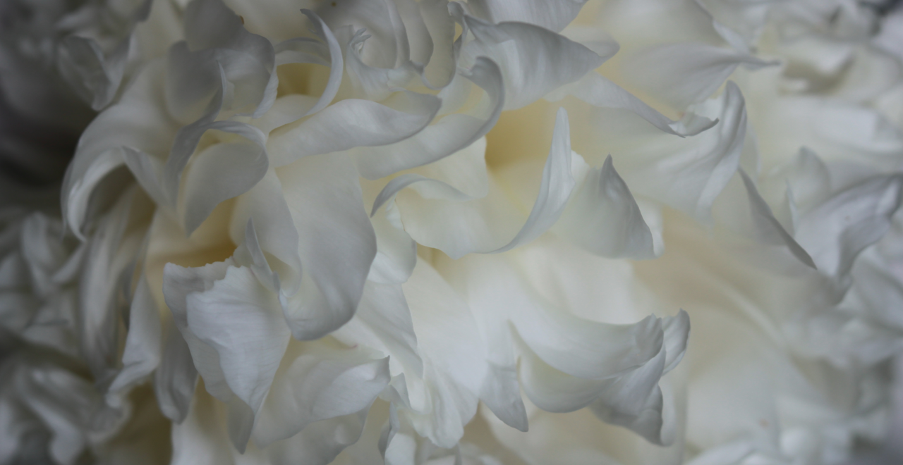 Projects - pingle.org